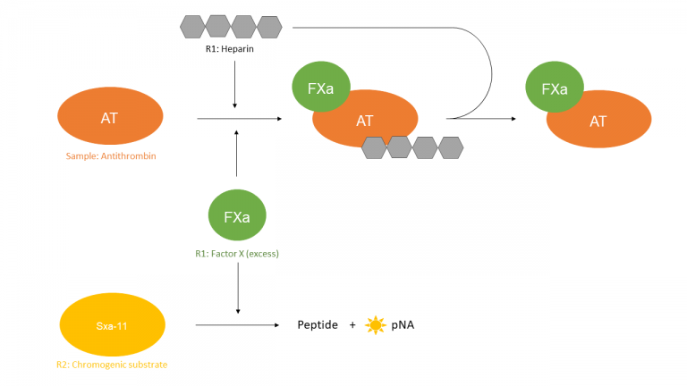 Antithrombin – Nodia