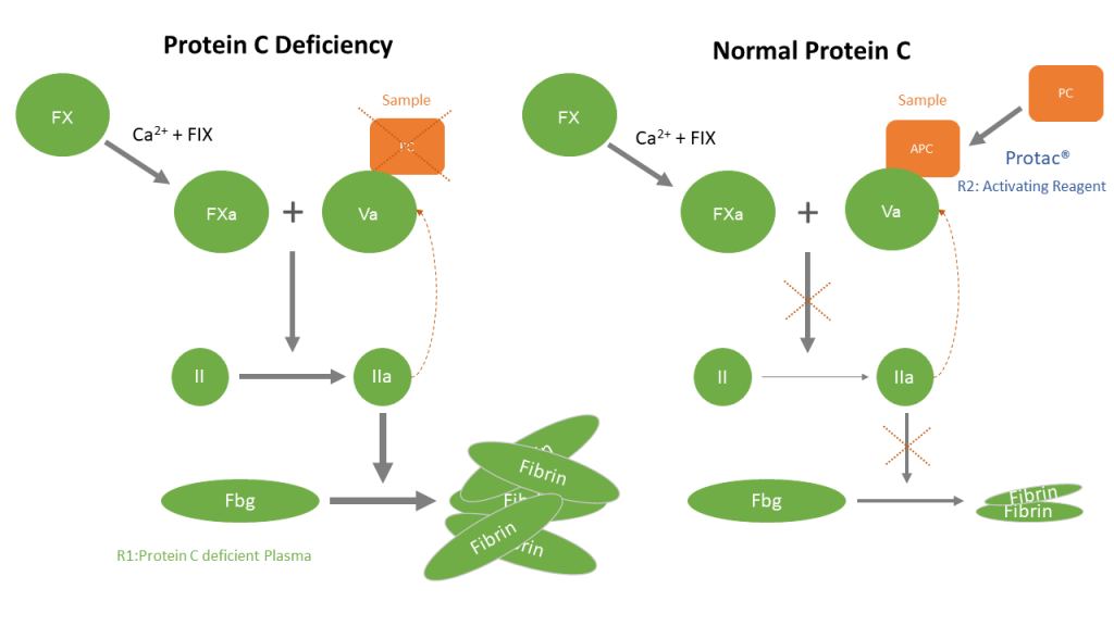 Protein C pathway – Nodia