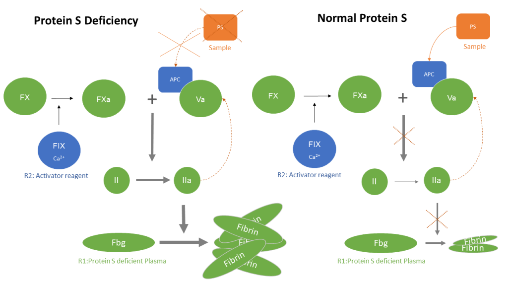 Protein C pathway – Nodia