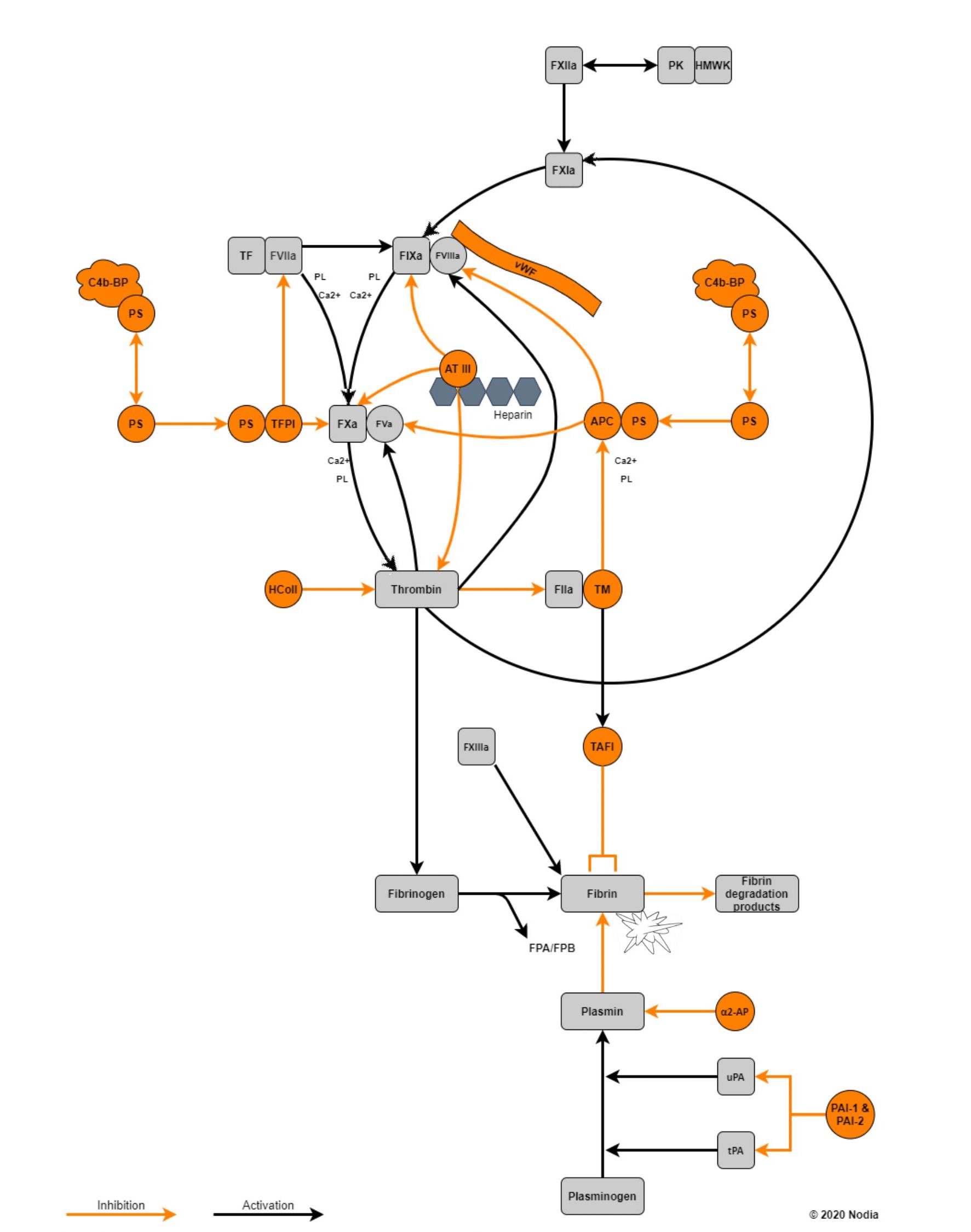 Interactive Coagulation Pathway – Nodia