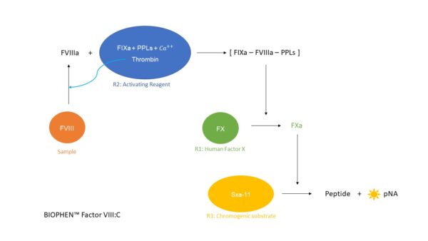Factor VIII – Nodia
